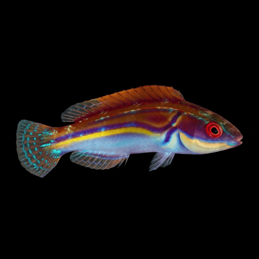 Saltwater Wrasses for Sale | Reef-Safe, Pest Control & Colorful Species ...