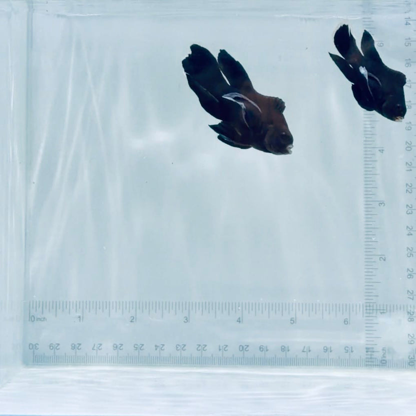 Nano Saltwater Fish for Sale | Reef-Safe Options for Small Tanks – Top ...
