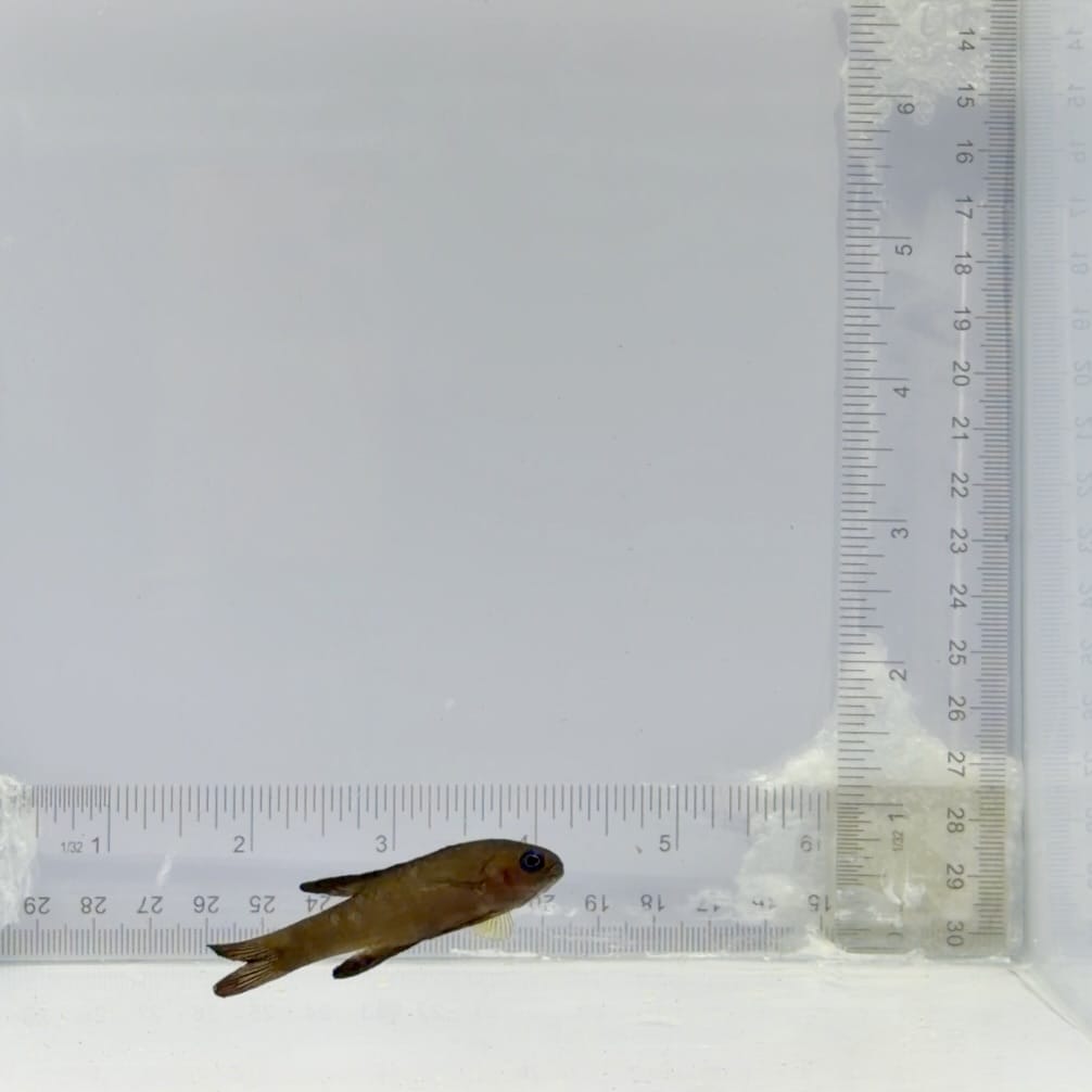 Randall's Assessor Basslet – Top Shelf Aquatics