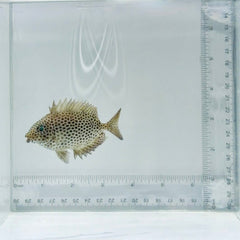 Starry Rabbitfish – Top Shelf Aquatics