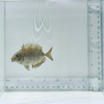 Starry Rabbitfish – Top Shelf Aquatics