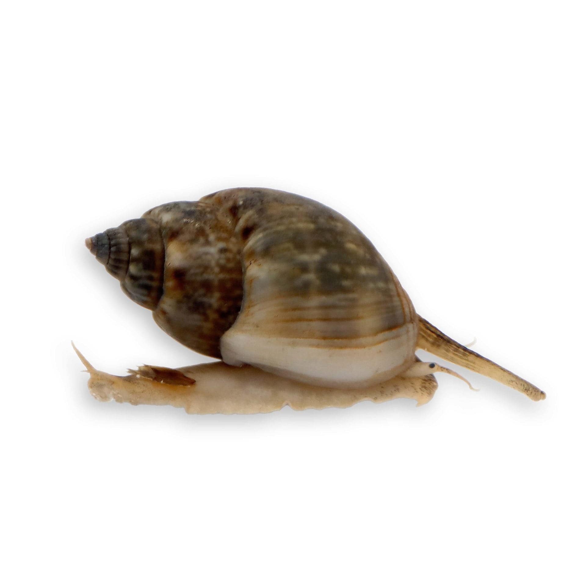 Saltwater Aquarium Snails for Algae Control | Astrea, Trochus, Cerith ...